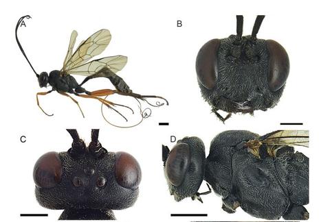 Nemeritis Holmgren se suma al registro de avispas chilenas